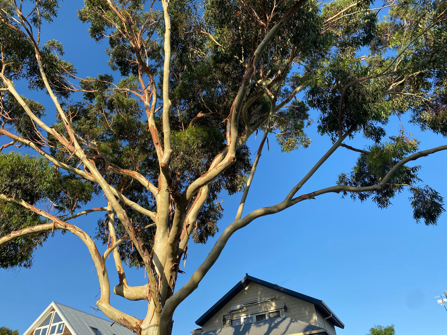 WATCA - Western Australian Tree Canopy Advocates